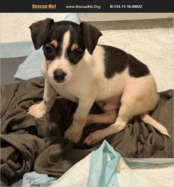 ADOPT 24111600022 ~ Rat Terrier Rescue ~ Orlando, FL