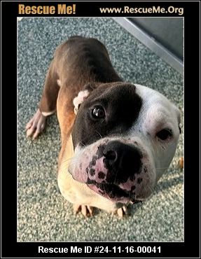 - North Carolina Pit Bull Rescue - ADOPTIONS - Rescue Me!