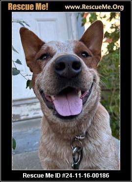 - Indiana Dog Rescue - ADOPTIONS - Rescue Me!