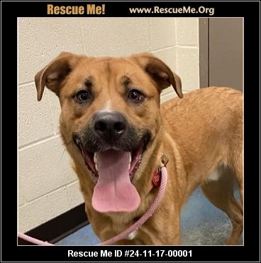- South Carolina Dog Rescue - ADOPTIONS - Rescue Me!