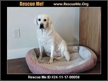 - Colorado Lab Rescue - ADOPTIONS - Rescue Me!