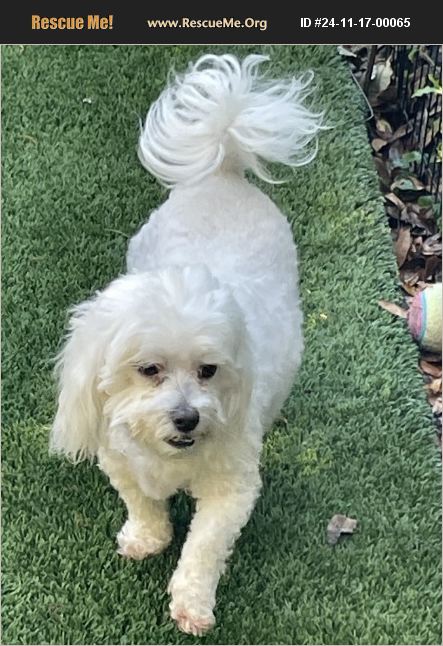 ADOPT 24111700065 ~ Maltese Rescue ~ Sarasota, FL