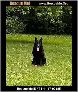 - Indiana German Shepherd Rescue - ADOPTIONS - Rescue Me!