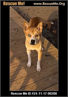 - Alabama Boxer Rescue - ADOPTIONS - Rescue Me!