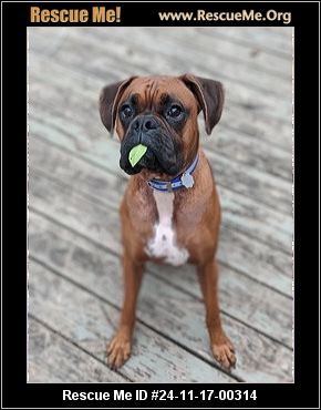 - Missouri Boxer Rescue - ADOPTIONS - Rescue Me!