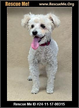 - California Poodle Rescue - ADOPTIONS - Rescue Me!