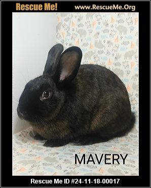 - California Rabbit Rescue - ADOPTIONS - Rescue Me!