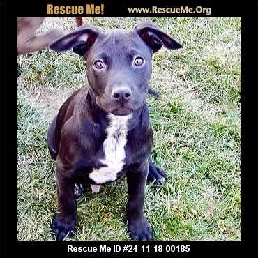 - Colorado Dog Rescue - ADOPTIONS - Rescue Me!
