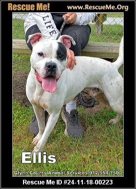 - Georgia Boxer Rescue - ADOPTIONS - Rescue Me!