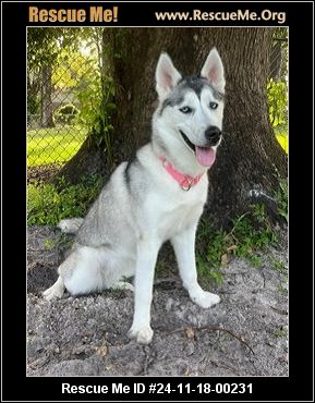 - Florida Siberian Husky Rescue - ADOPTIONS - Rescue Me!