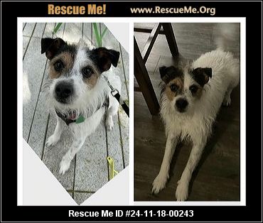 - Texas Jack Russell Rescue - ADOPTIONS - Rescue Me!
