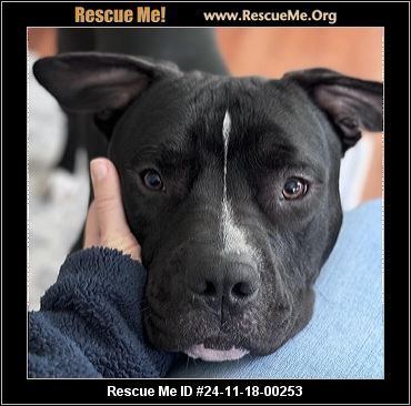 - Massachusetts Pit Bull Rescue - ADOPTIONS - Rescue Me!