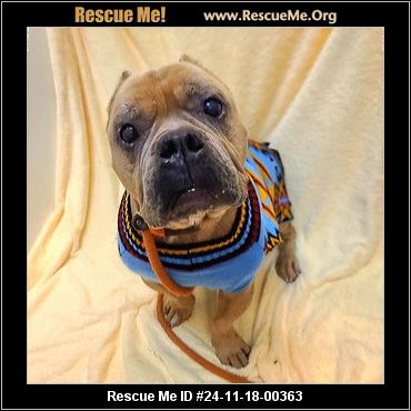 - California American Bulldog Rescue - ADOPTIONS - Rescue Me!