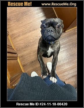 - California Pug Rescue - ADOPTIONS - Rescue Me!