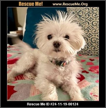 - Colorado Maltese Rescue - ADOPTIONS - Rescue Me!