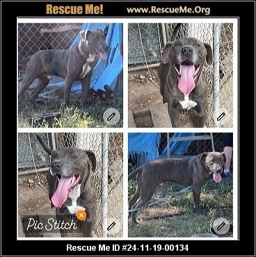 - Texas Pit Bull Rescue - ADOPTIONS - Rescue Me!
