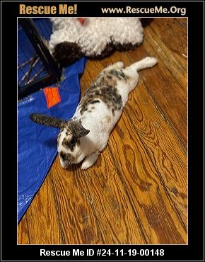 - Massachusetts Rabbit Rescue - ADOPTIONS - Rescue Me!