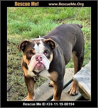 - Rhode Island Dog Rescue - ADOPTIONS - Rescue Me!