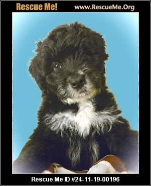 - Michigan Maltese Rescue - ADOPTIONS - Rescue Me!