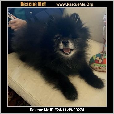 - Maryland Pomeranian Rescue - ADOPTIONS - Rescue Me!