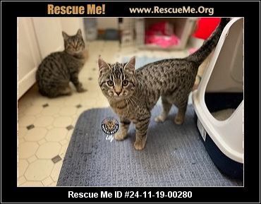 - Washington Cat Rescue - ADOPTIONS - Rescue Me!