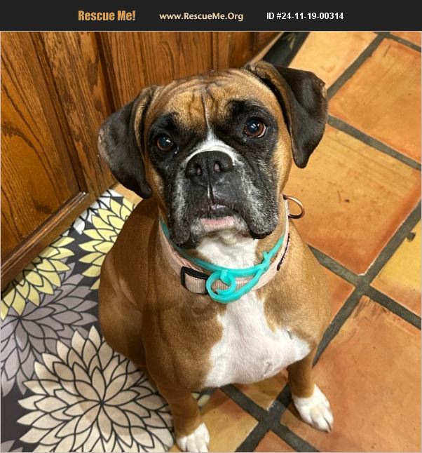 ADOPT 24111900314 ~ Boxer Rescue ~ Tucson, AZ