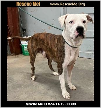 - Texas Boxer Rescue - ADOPTIONS - Rescue Me!