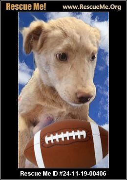 - New Jersey Dog Rescue - ADOPTIONS - Rescue Me!