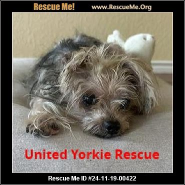 - Texas Yorkie Rescue - ADOPTIONS - Rescue Me!