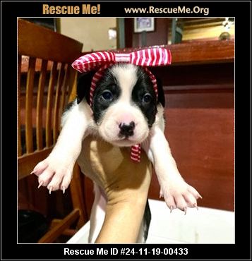 - New Jersey Lab Rescue - ADOPTIONS - Rescue Me!