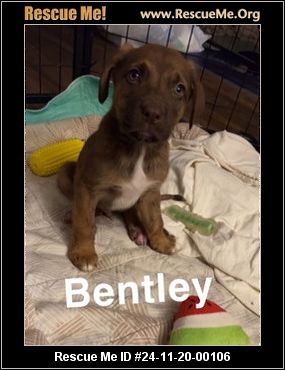 - New York Dog Rescue - ADOPTIONS - Rescue Me!