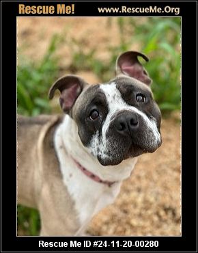 - Rhode Island Dog Rescue - ADOPTIONS - Rescue Me!