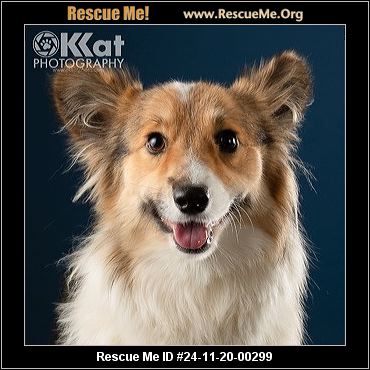 - Oklahoma Corgi Rescue - ADOPTIONS - Rescue Me!