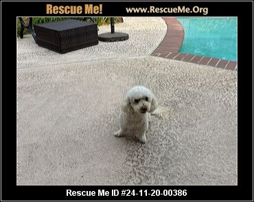 - California Bichon Frise Rescue - ADOPTIONS - Rescue Me!