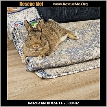 - Georgia Rabbit Rescue - ADOPTIONS - Rescue Me!