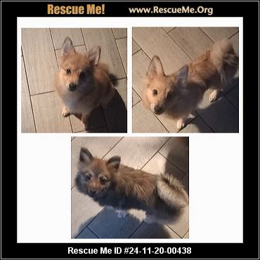- Michigan Pomeranian Rescue - ADOPTIONS - Rescue Me!
