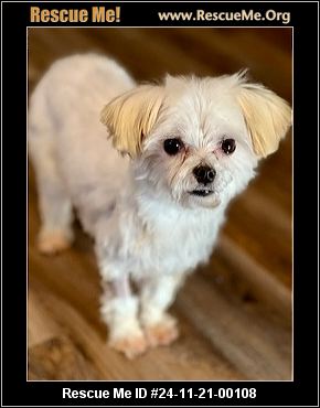 - Connecticut Maltese Rescue - ADOPTIONS - Rescue Me!