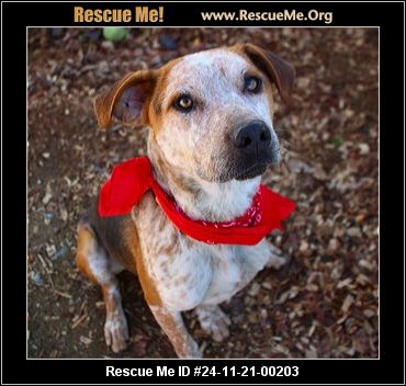 - Tennessee Dog Rescue - ADOPTIONS - Rescue Me!