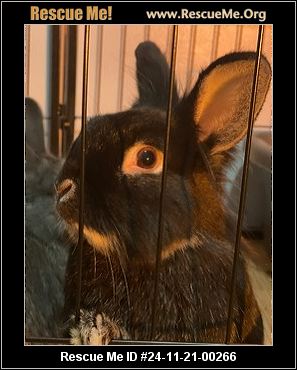 - Virginia Rabbit Rescue - ADOPTIONS - Rescue Me!