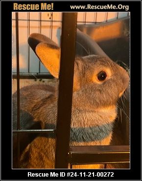 - Virginia Rabbit Rescue - ADOPTIONS - Rescue Me!