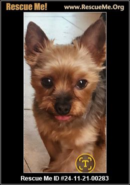 - Arizona Yorkie Rescue - ADOPTIONS - Rescue Me!