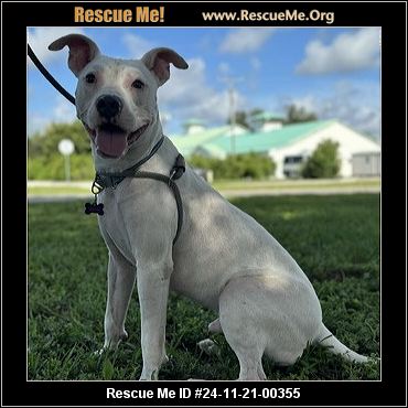 - Florida Pit Bull Rescue - ADOPTIONS - Rescue Me!