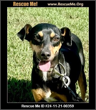- Florida Miniature Pinscher Rescue - ADOPTIONS - Rescue Me!