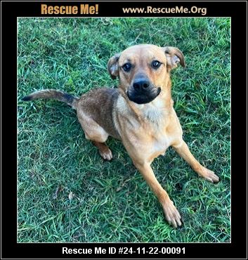 - Texas Rhodesian Ridgeback Rescue - ADOPTIONS - Rescue Me!