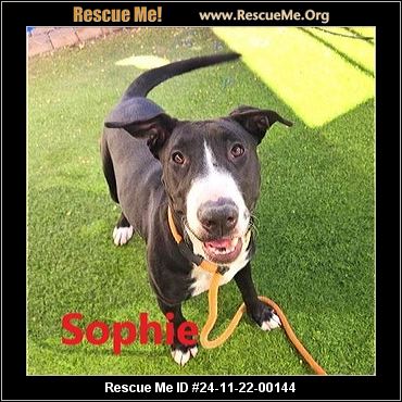 - Arizona Bull Terrier Rescue - ADOPTIONS - Rescue Me!