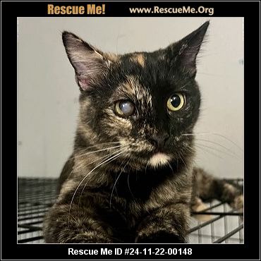 - Missouri Cat Rescue - ADOPTIONS - Rescue Me!