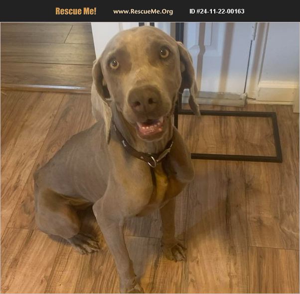 ADOPT 24112200163 ~ Weimaraner Rescue ~ LA JOLLA, CA