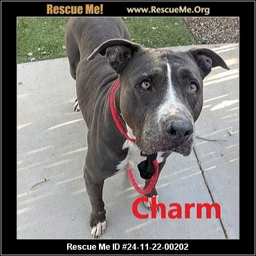 - Arizona Bull Terrier Rescue - ADOPTIONS - Rescue Me!