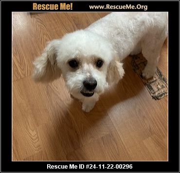 - Florida Poodle Rescue - ADOPTIONS - Rescue Me!