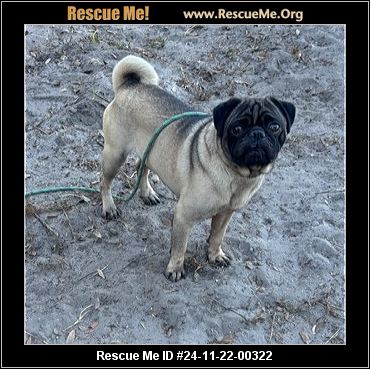 - Florida Pug Rescue - ADOPTIONS - Rescue Me!